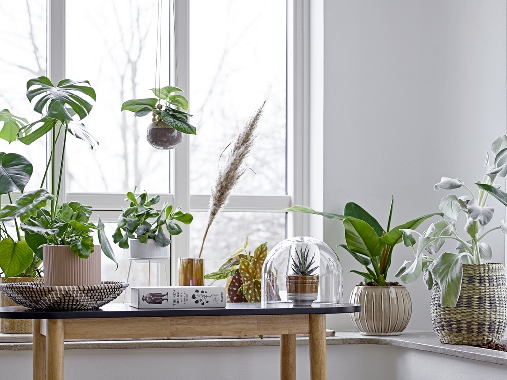 L'herbe de la pampa séchée, star de la déco végétale - Joli Place